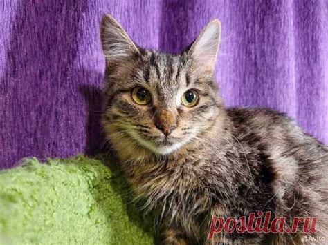 Майя заслуживает стать домашней и любимой Москва и МО ЗАЩИТИМ И ПОМ В хорошие руки Постила