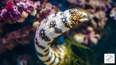 Snowflake Eels 101 Care Diet Tank Setup Tankmates Etc