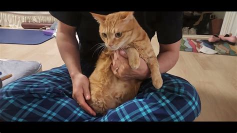 오늘은 냥발톱 깍는 날~~얌전하자냥♡ Youtube