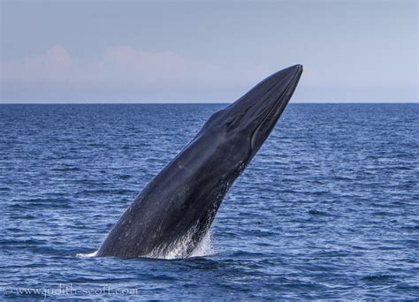 Incredible Encounter With A Breaching Brydes Whale 19 3 15 Whale