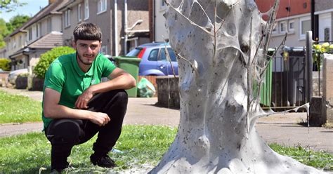 Caterpillars Covering Trees With Cobwebs Spread To Cars And Gardens Wales Online