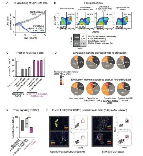 STM T细胞治疗实体癌新方法克服特异性异质性和持久性的挑战 知乎 STM T细胞治疗实体癌新方法克服特异性异质性和持久性的挑战 知乎