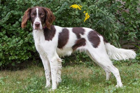 Springer Info English Springer Rescue America Inc Blog