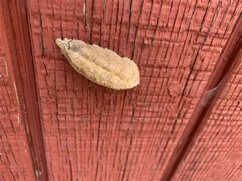 Some Type Of Fly Egg Sac Rwhatsthisbug
