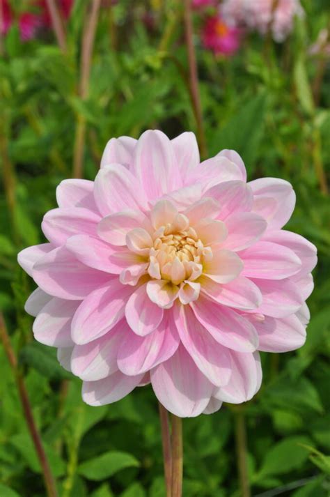 Brackenridge Ballerina Zeelanddahlia Webshop