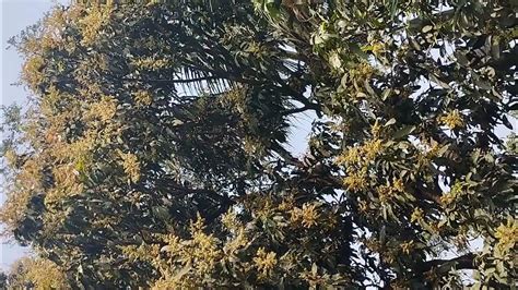 আমাদের আম গাছের মুকুল Youtube