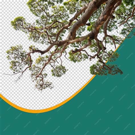 This Illustration Shows A Tree Branch With Details That Highlight The Texture Of The Wood