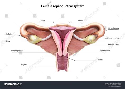 Schematic Representation Female Reproductive System Vector Stock Vector Royalty Free