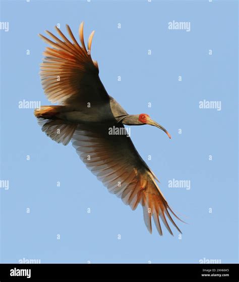 Japanese Crested Ibis Asian Crested Ibis Imperial Crested Ibis