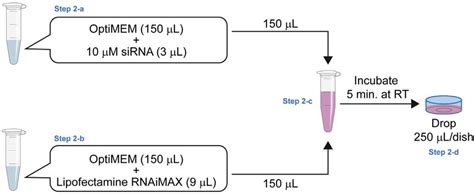 Schematic Steps For Sirna Preparation For One 35 Mm Glass Bottom Dish