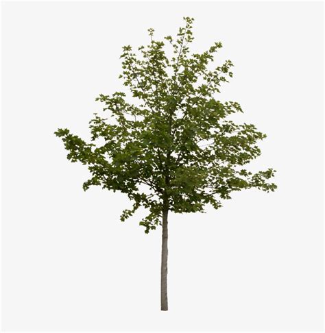 Png Images For Photoshop Trees