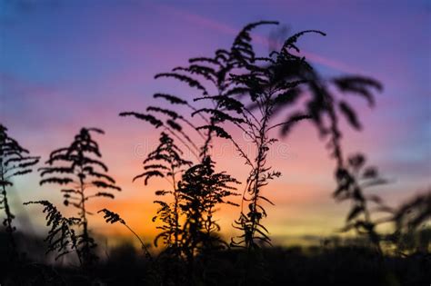 Field Flowers In Contrast With Sunset In High Contrast Stock Photo Image Of Flora Fresh