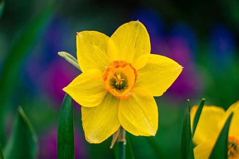 꽃 수선화 노란색 Pixabay의 무료 사진 Pixabay