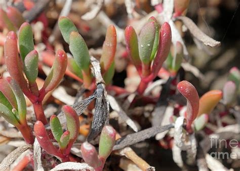 Opposite Leaved Saltwort Salsola Soda Plant Greeting Card By Thierry