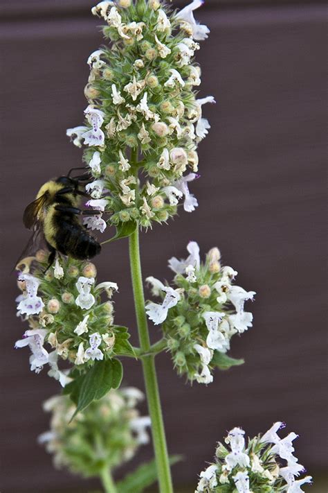 Minnesota Seasons Catnip