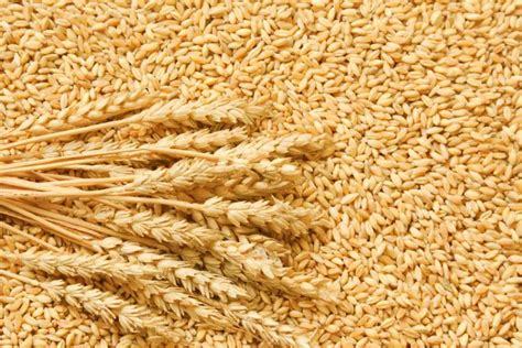 Which Is Better For You Oats Or Wheat Oats Vs Wheat