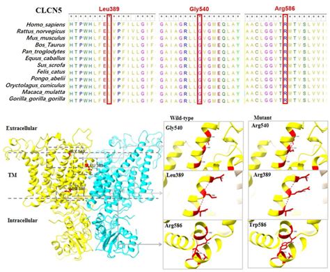 Structural Diagram Of The Protein Structure Of Three Missense Variants