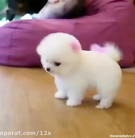 21 عکس زیباترین سگ در جهان که دل شما را میبرد