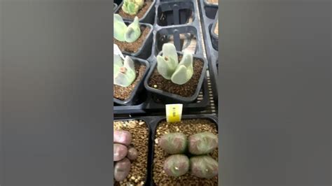 코노월드 라이브 다육판매영상 다육판매방 다육판매하는곳 다육이 다육이를부탁해 다육이판매영상 다육이라이브 다육이