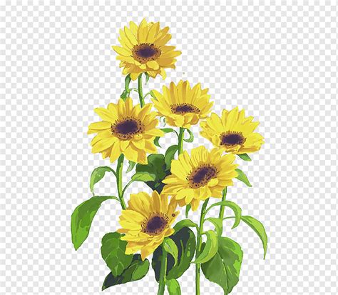 해바라기 노란 꽃 푸른 잎 작은 태양 Png Pngwing