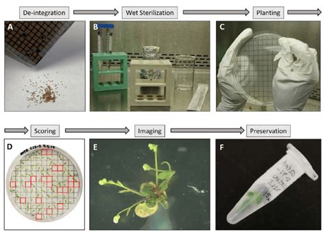 Seed Processing And Screening Procedures A M 0 Seeds Were Download Scientific Diagram
