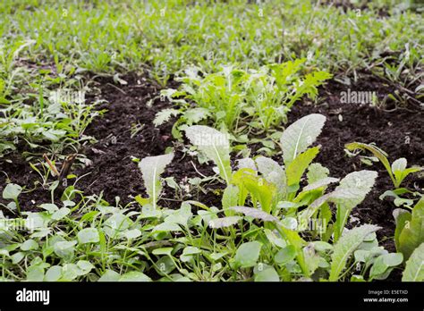 Brassica Juncea Japanese Giant Red Mustard Seedlings With Wild Rocket