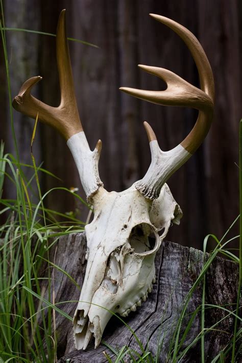 Череп лося (21 фото) | Deer skull drawing, Deer skulls, Skull reference
