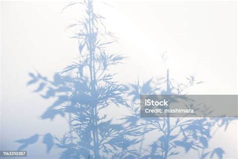 배경에 대한 흰색 텍스처에 자연 잎의 추상 회색 그림자 배경 검은색에 대한 스톡 사진 및 기타 이미지 검은색 그늘 그림자 Istock