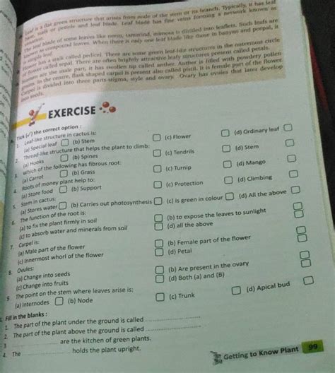 The Function Of The Root Is Filo