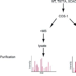 Schematic Flow Chart Of Experimental Protocol Downloaded By McGill Download Scientific Diagram