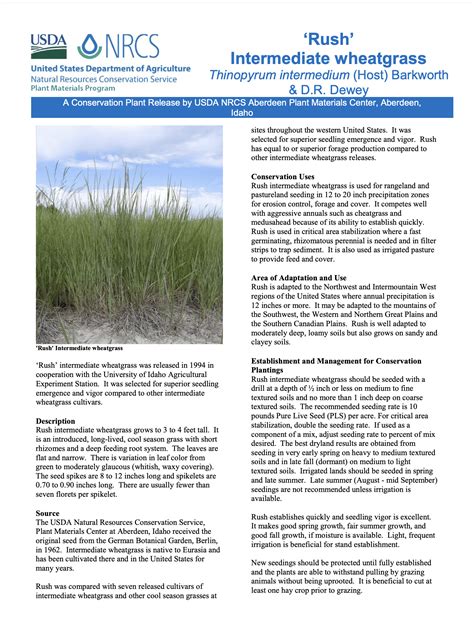 Rush Intermediate Wheatgrass Thinopyrum Intermedium