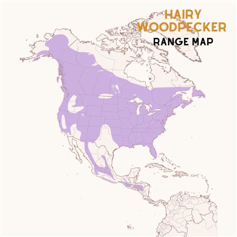 Woodpeckers In Georgia Discover 8 Fascinating Types