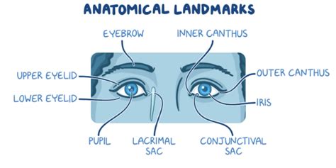 Conjunctival Sac