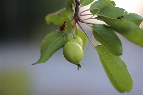 20000 무료 Apple Tea And 사과 이미지 Pixabay