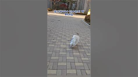 응가하니까가벼워 오랜만에뛰는꼬몽이 신나 응가는높은곳에서 꼬몽이와의일상 나와같이사는동안행복했니 열네살페키니즈 노견의하루 Youtube