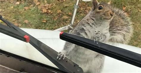 Your Not The Only One Who Thinks Your Mailman May Be A Little Nuts Album On Imgur