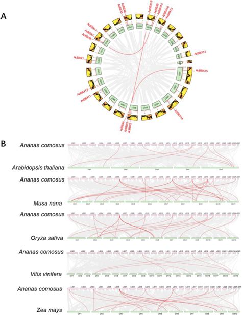 Repeated And Synteny Analyses A Duplicate Analysis Of Acbbx Gene In Download Scientific