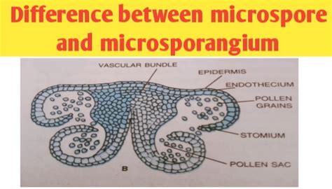 Difference Between Microspore And Microsporangium Biologysir