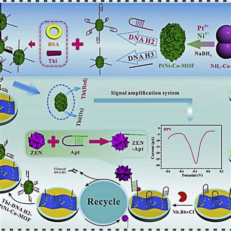 Illustration Of A The Fabricated Thi Labeled 3ds Dna Ptni Co Mof Download Scientific Diagram