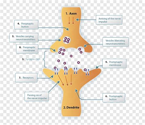 Synapsediagram For Barn