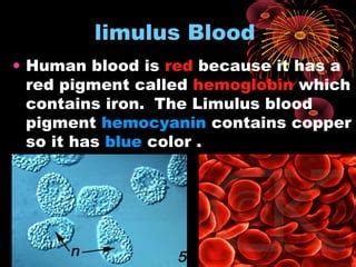 Limulus Ppt