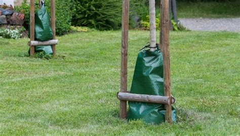 Tree Watering Bags Effectiveness How And When To Use