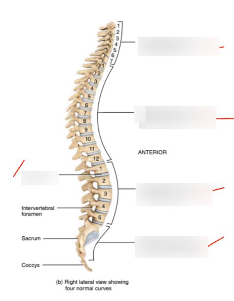 Vertebrae Column 2 Diagram Quizlet