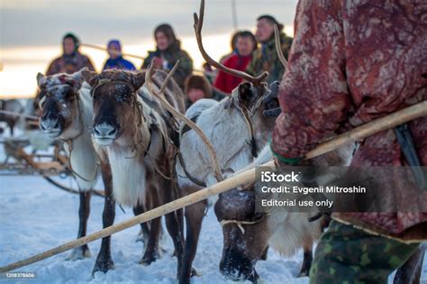 극단적 인 북쪽 야말 반도 순록과 사슴 하네스 네네츠의 목초지 겨울 날씨에 순록의 무리 오픈 지역 툰드라 극단적 인 북쪽 순록에 인종 개에 대한 스톡 사진 및 기타 이미지