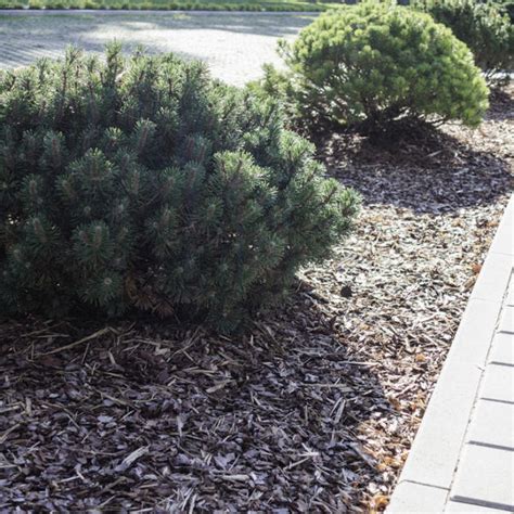 Wood Chipping And Mulching Geelong Surf Coast Tree Division