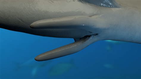 Rule 34 2 Penises 3d Artwork Animal Genitalia Animal Penis Artist