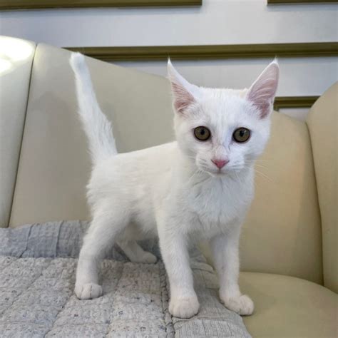 대구고양이무료분양 달서구고양이무료분양 대구코리안숏헤어무료분양 달서구코리안숏헤어무료분양 대구 2022 0017 코리안숏헤어 슈가 책임분양 강아지무료분양 고양이무료분양