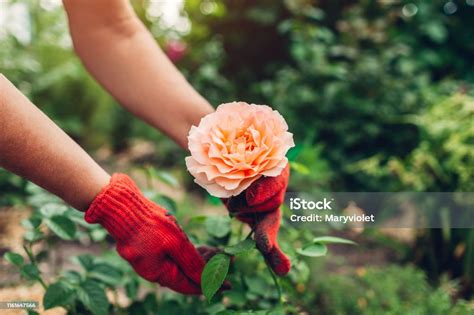 정원에서 꽃을 돌보는 선임 여성 오렌지 장미를 보여주는 중년 정원사 원예 개념 장미에 대한 스톡 사진 및 기타 이미지 장미 향기로운 노인 Istock