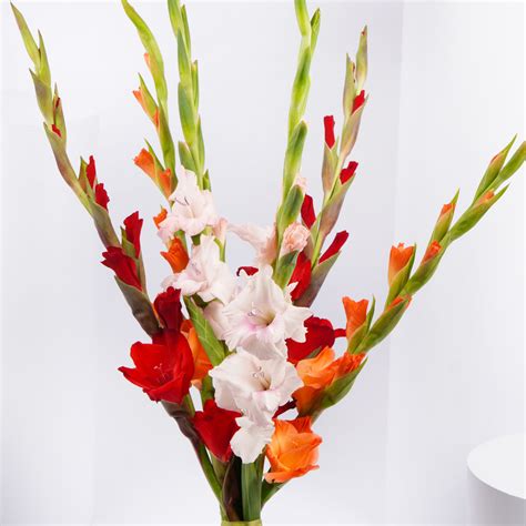 Gladiolus Mix Color Bouquet Delivery In Singapore Fnp Sg