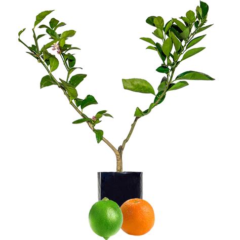 Valencia Orange Fruit Salad Trees